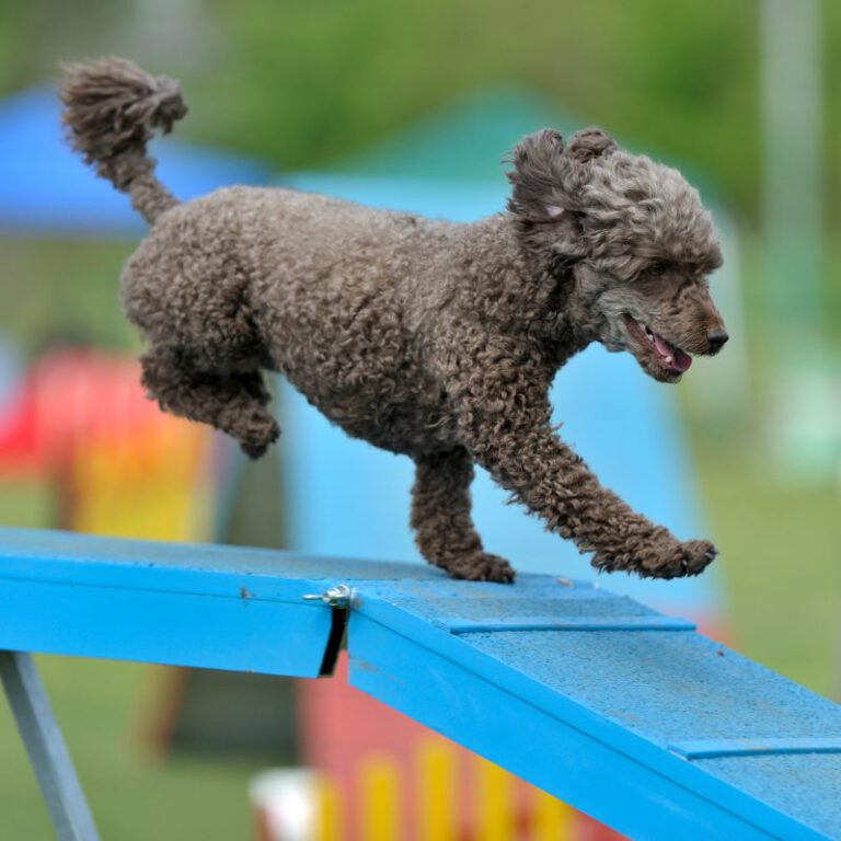 Pudel - Steckbrief, Charakter, Aussehen, Gewicht und Pflege
