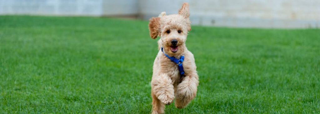 Pudel - Steckbrief, Charakter, Aussehen, Gewicht und Pflege