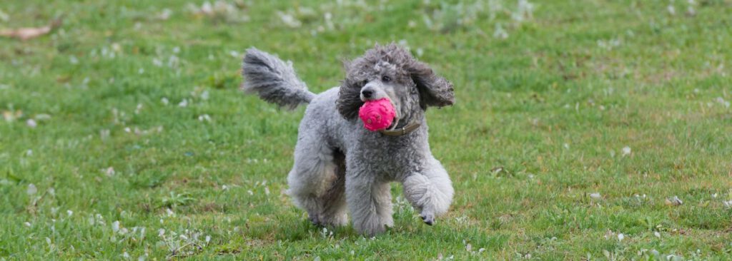 Pudel - Steckbrief, Charakter, Aussehen, Gewicht und Pflege