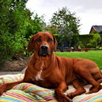Rhodesian Ridgeback - Steckbrief, Pflege und Ernährung