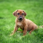 Rhodesian Ridgeback - Steckbrief, Pflege und Ernährung