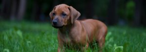 Rhodesian Ridgeback - Steckbrief, Pflege und Ernährung