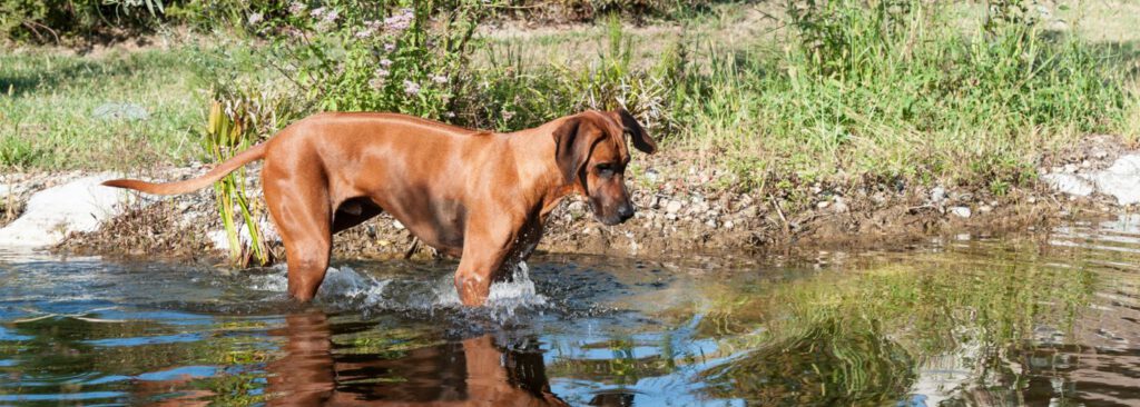 Rhodesian Ridgeback - Steckbrief, Pflege und Ernährung