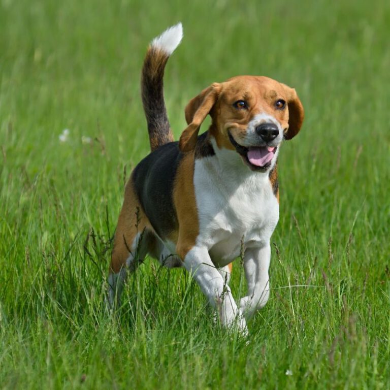 Antijagdtraining bei Hunden – WaldiBello