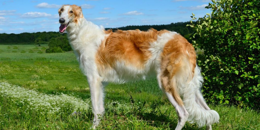 Barsoi - Steckbrief, Haltung, Pflege und Charakter