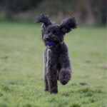 Labradoodle - Steckbrief, Haltung, Pflege und Herkunft